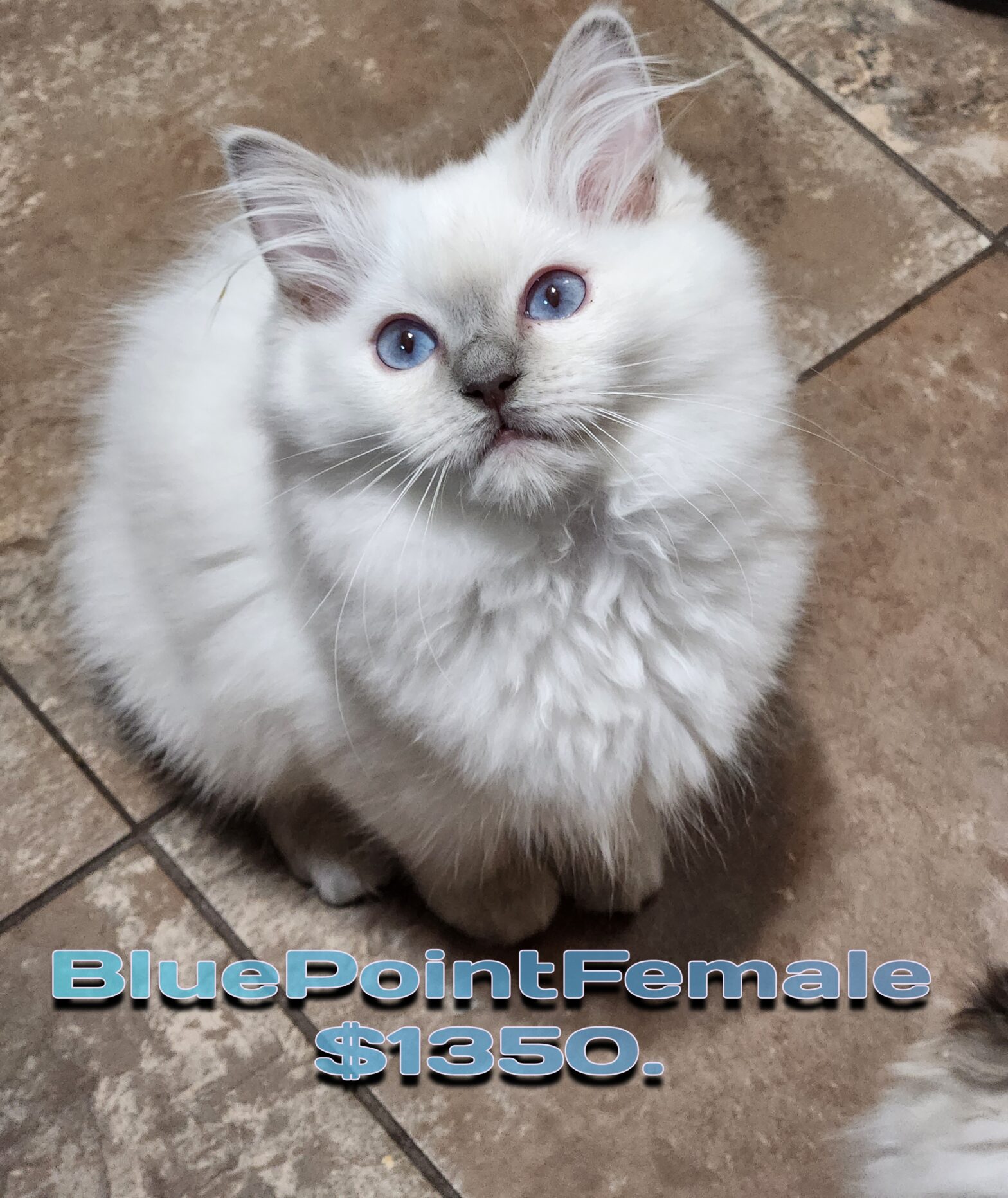 Available Kittens For Sale!